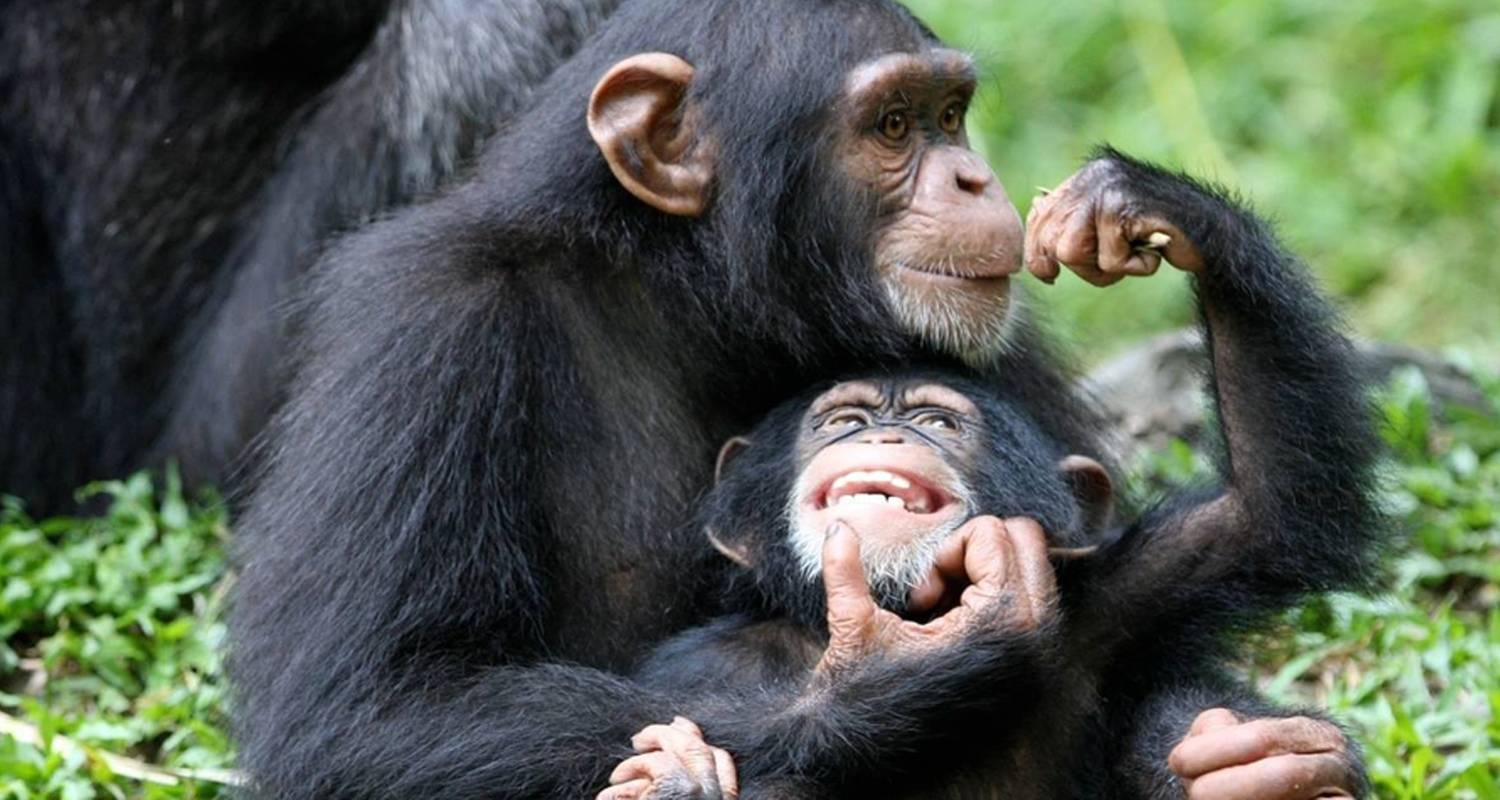 10 Days Uganda Primates & Serengeti Wildlife Safari-Gorilla Land safaris