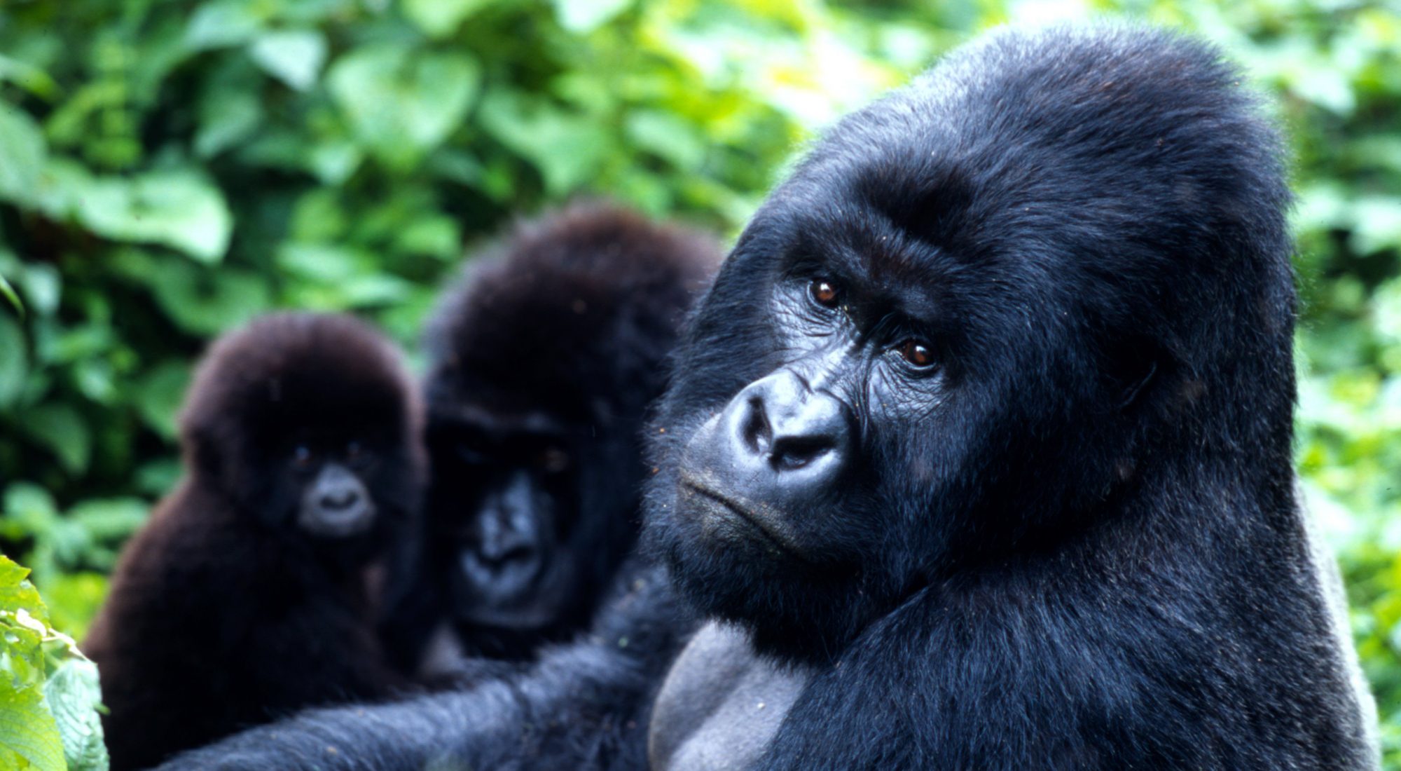 Mishaya Gorilla Family-Gorilla trekking safaris-Gorilla land safaris