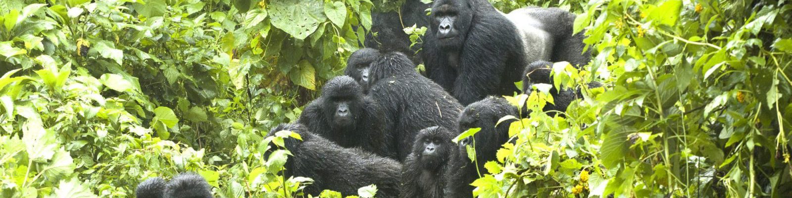Ugenda Gorilla Family-Gorilla Trekking safaris-Gorilla Land safaris