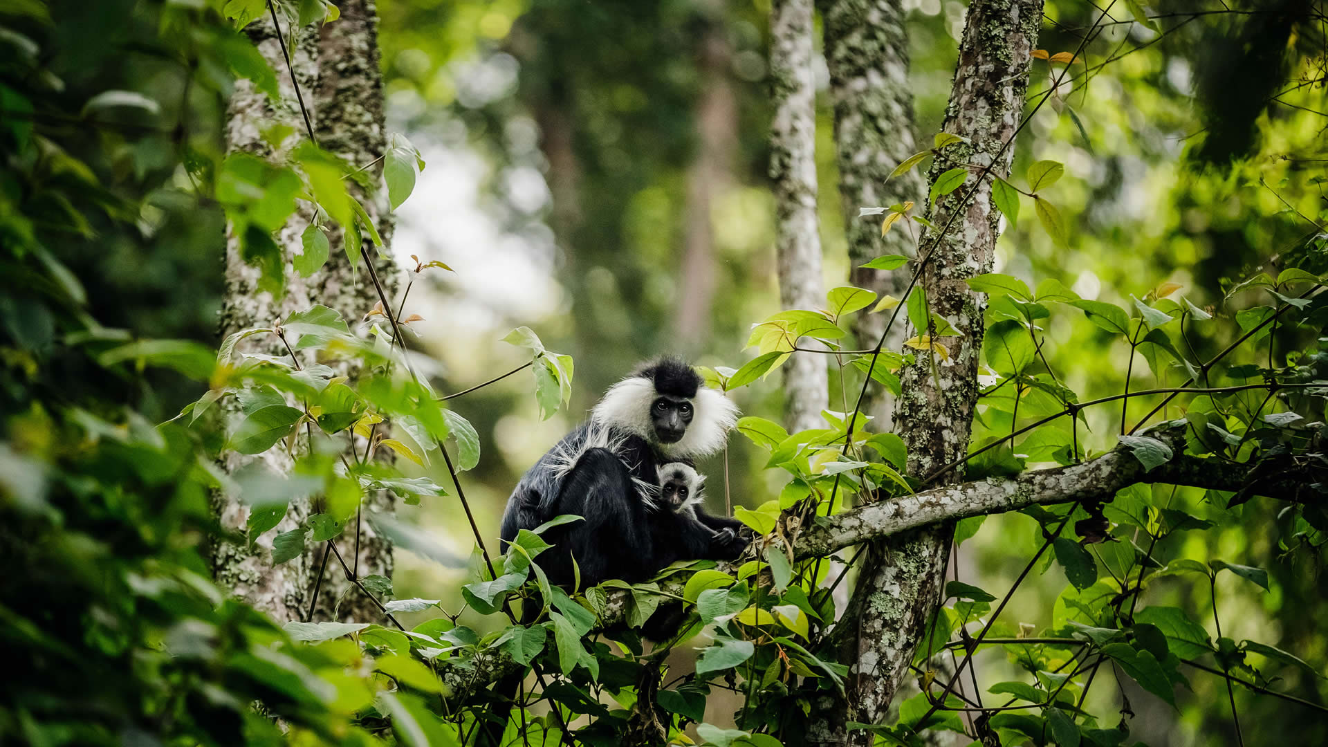 Budongo Forest-Chimpanzee trekking in Uganda-Gorilla Land Safaris