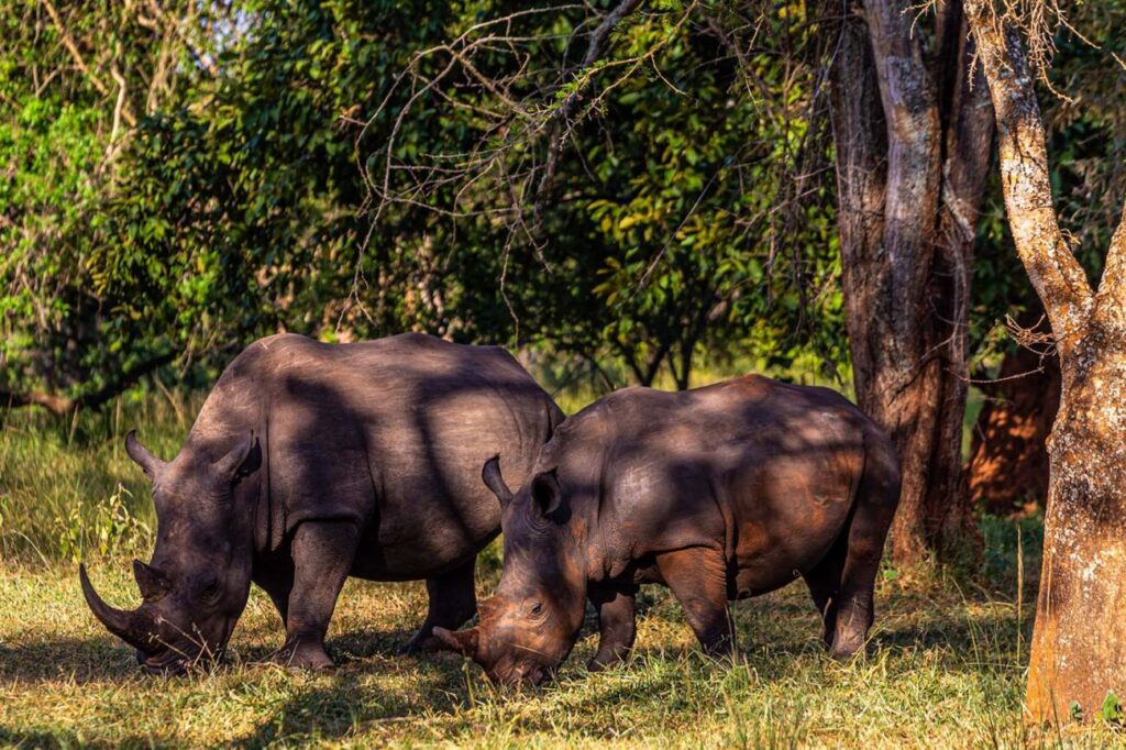 Ziwa Rhino Sanctuary-Uganda Safari tours-GorillaLand safaris